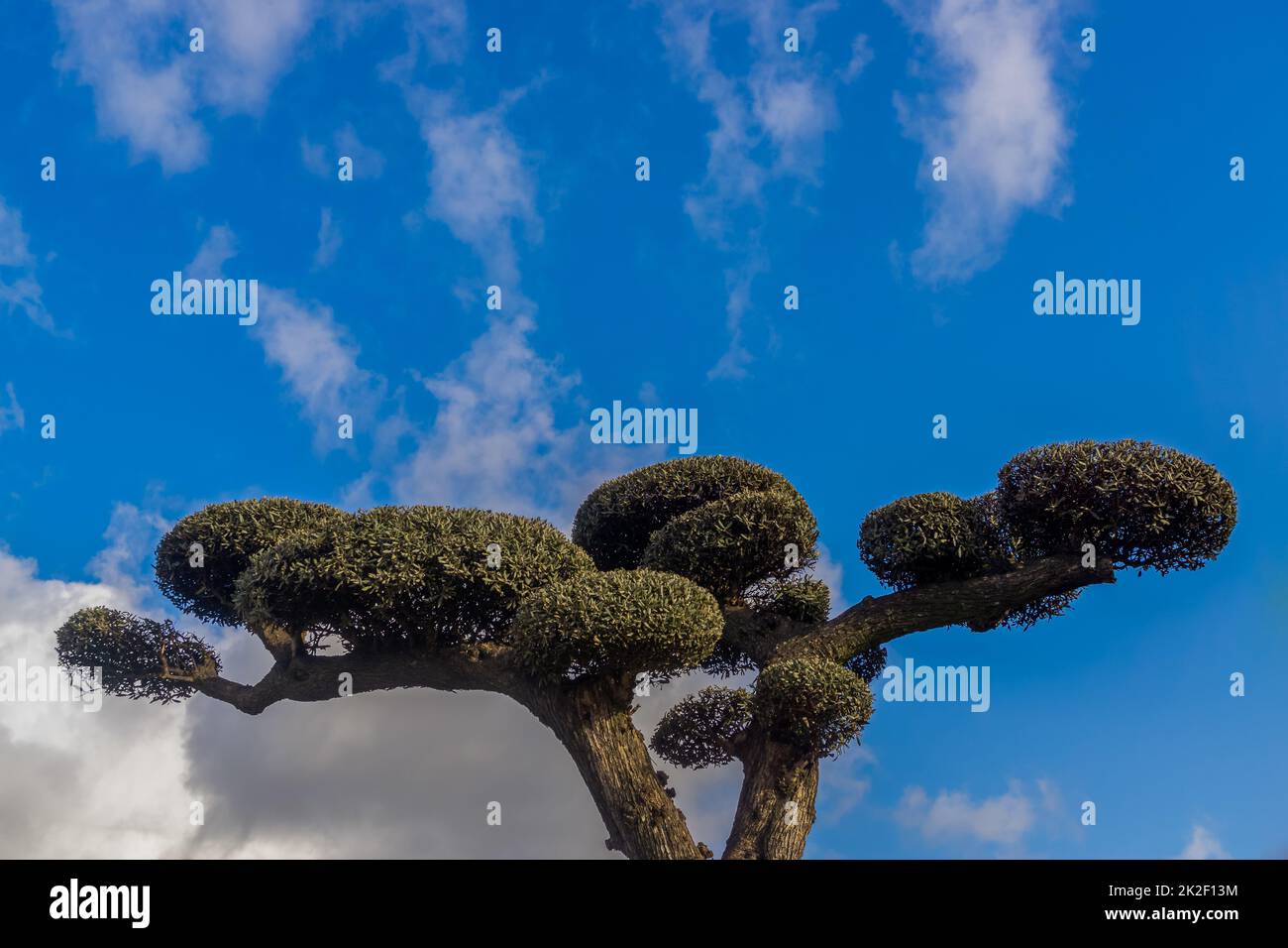 ornamental olive tree on cloudy sky background Stock Photo - Alamy