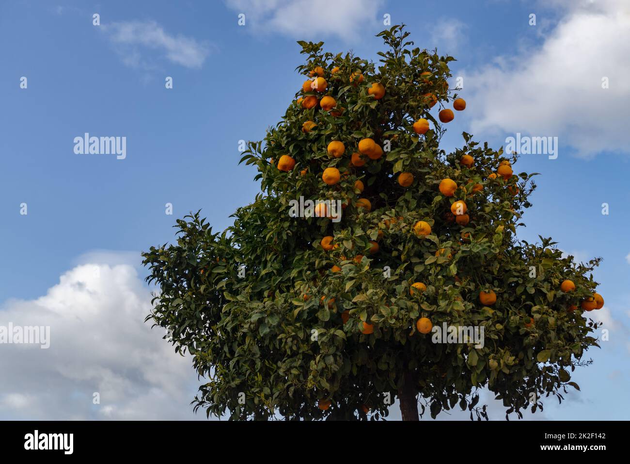orange tree with blue sky fruits in the background Stock Photo - Alamy