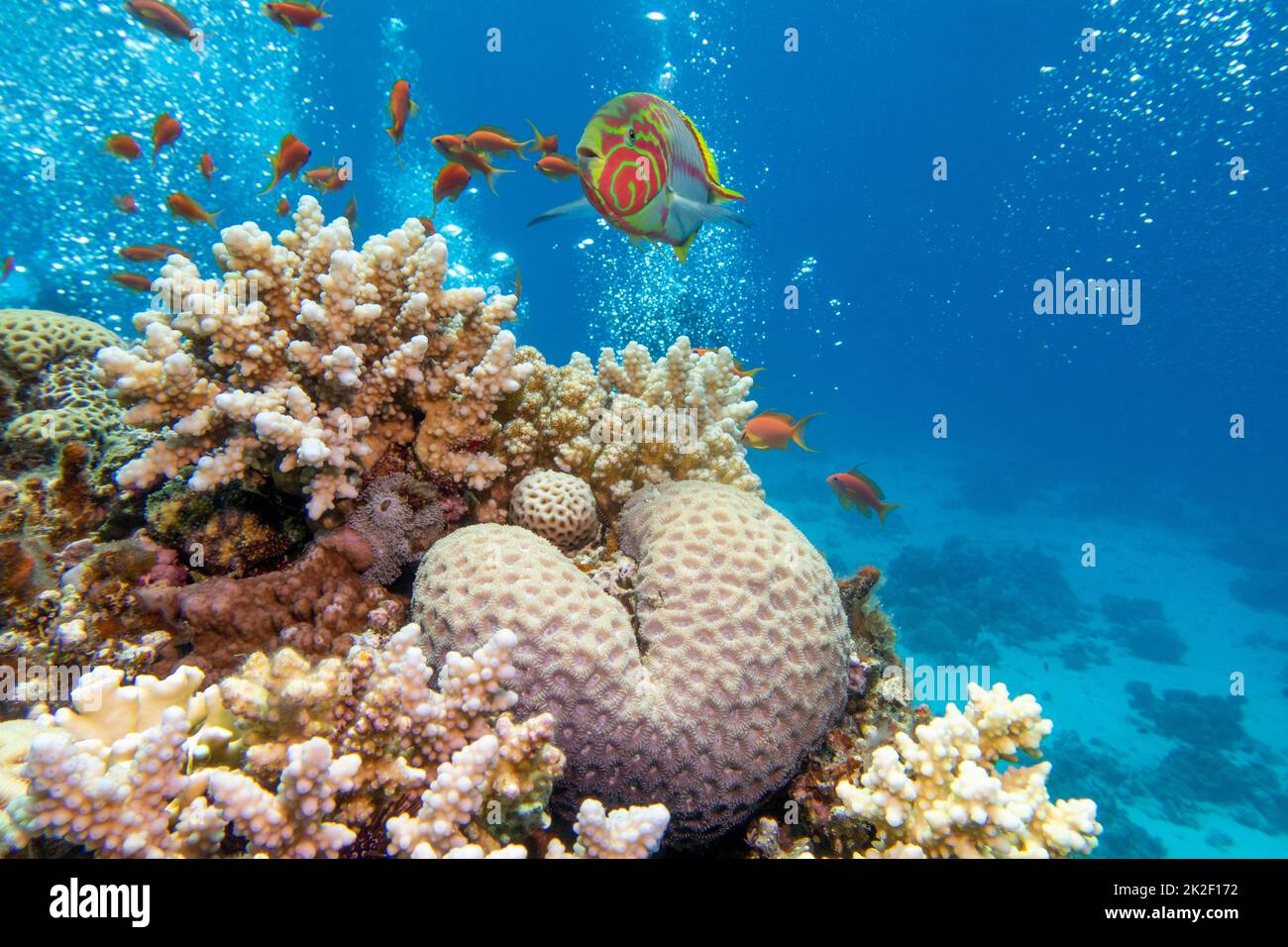 Colorful, picturesque coral reef at the bottom of tropical sea, hard ...