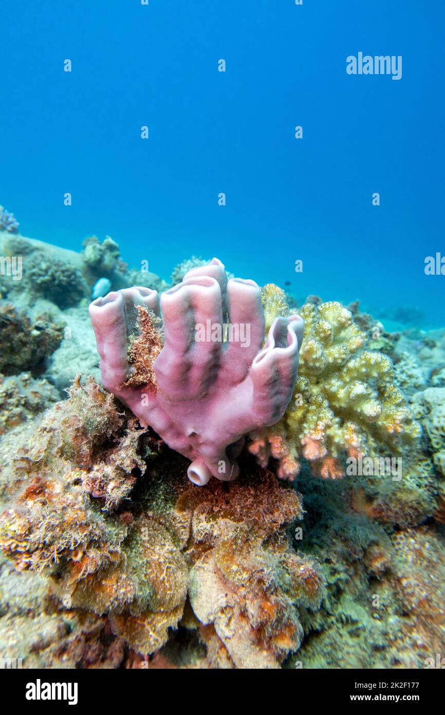 Colorful coral reef at the bottom of tropical sea, pink tube sea sponge ...