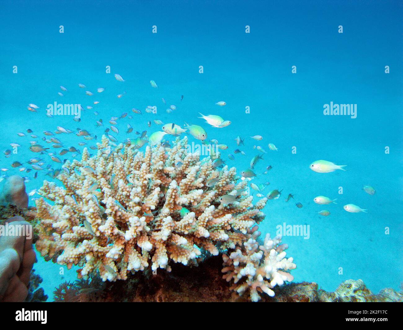 Coral reef with hard corals and exotic fishes at the bottom of tropical ...