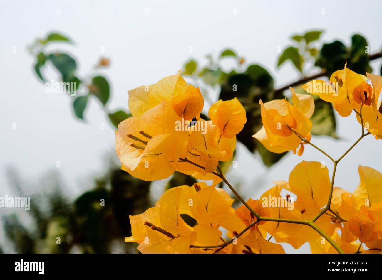 Yellow Bougainvillea ornamental vine flower in bloom isolated on sky ...