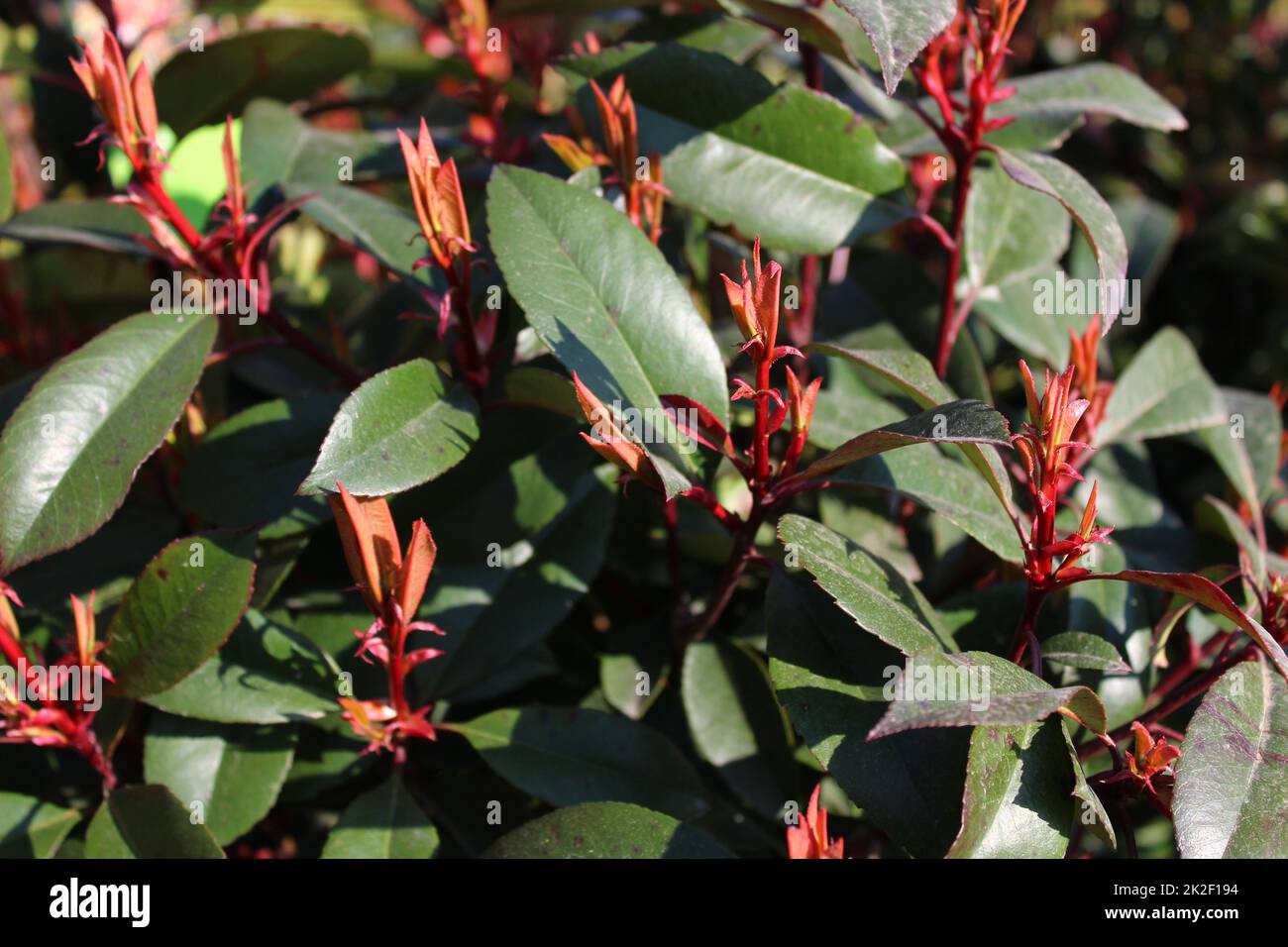 Photinia plant hi-res stock photography and images - Alamy