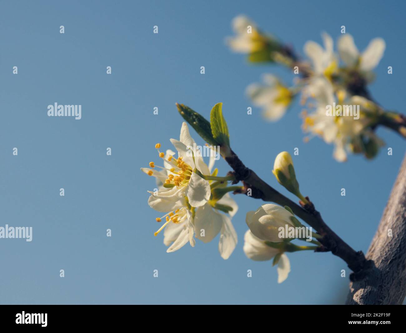 Beautiful plum branch fruits hi-res stock photography and images - Alamy