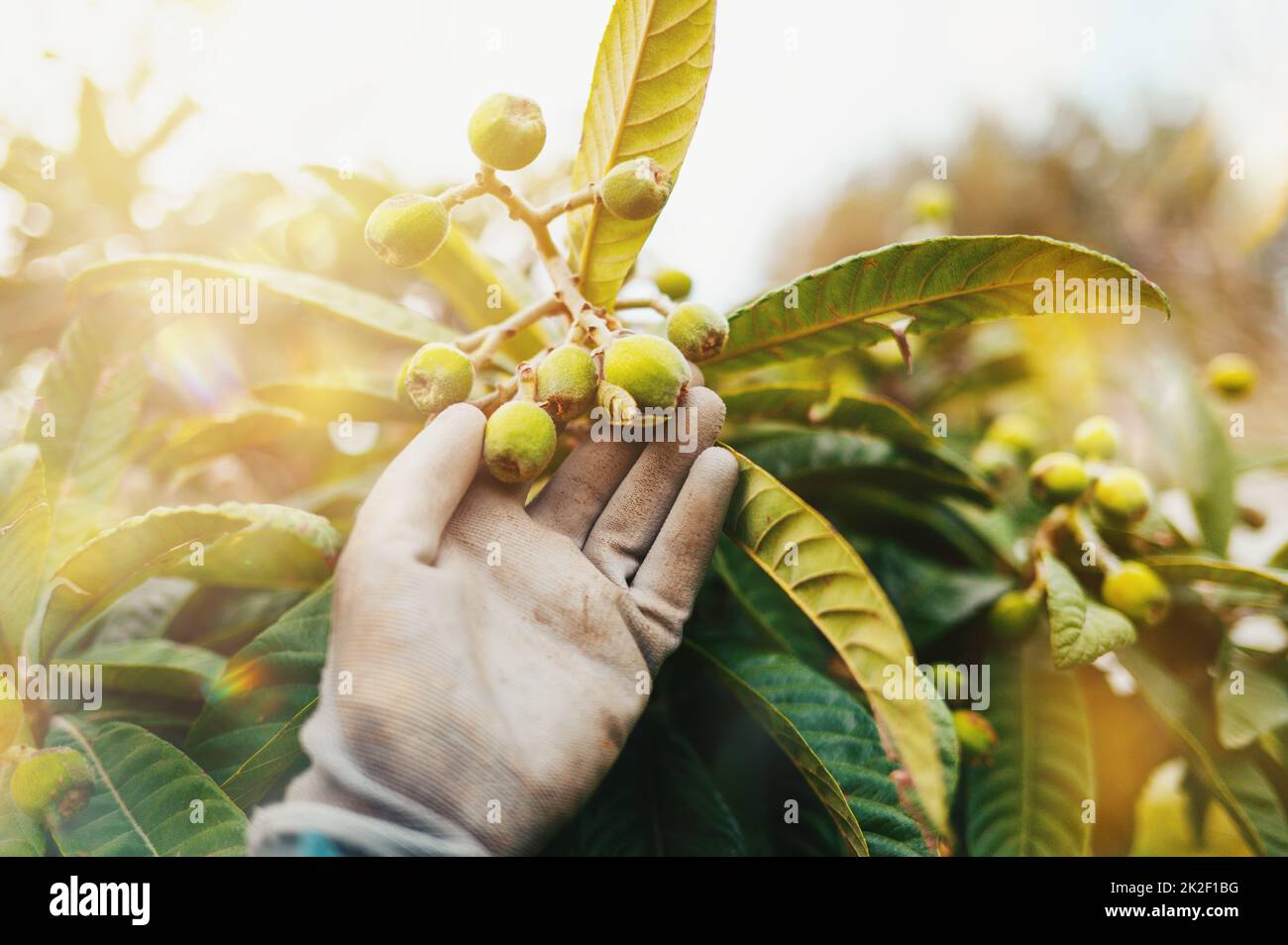 Gardener takes care trees hi-res stock photography and images - Alamy