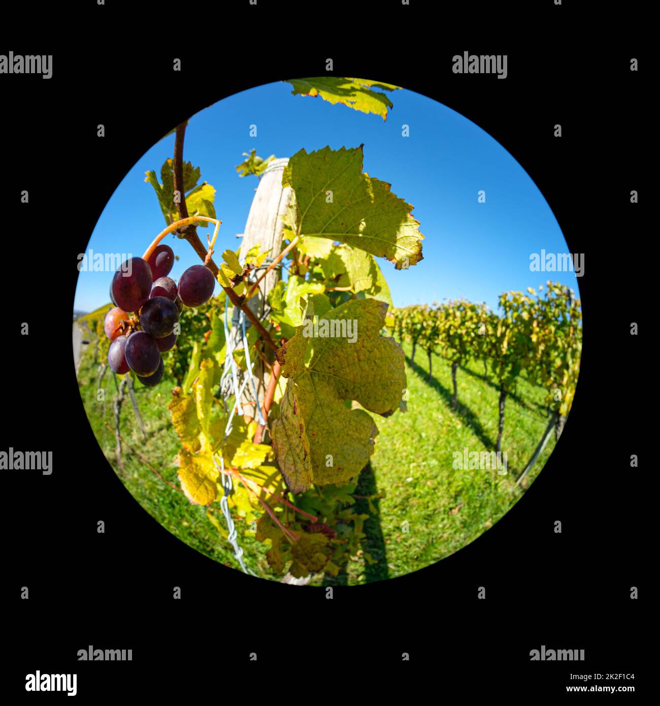 Fish eye lens hi-res stock photography and images - Alamy