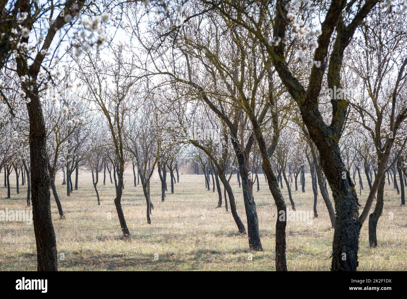 Close up garden almond hi-res stock photography and images - Alamy