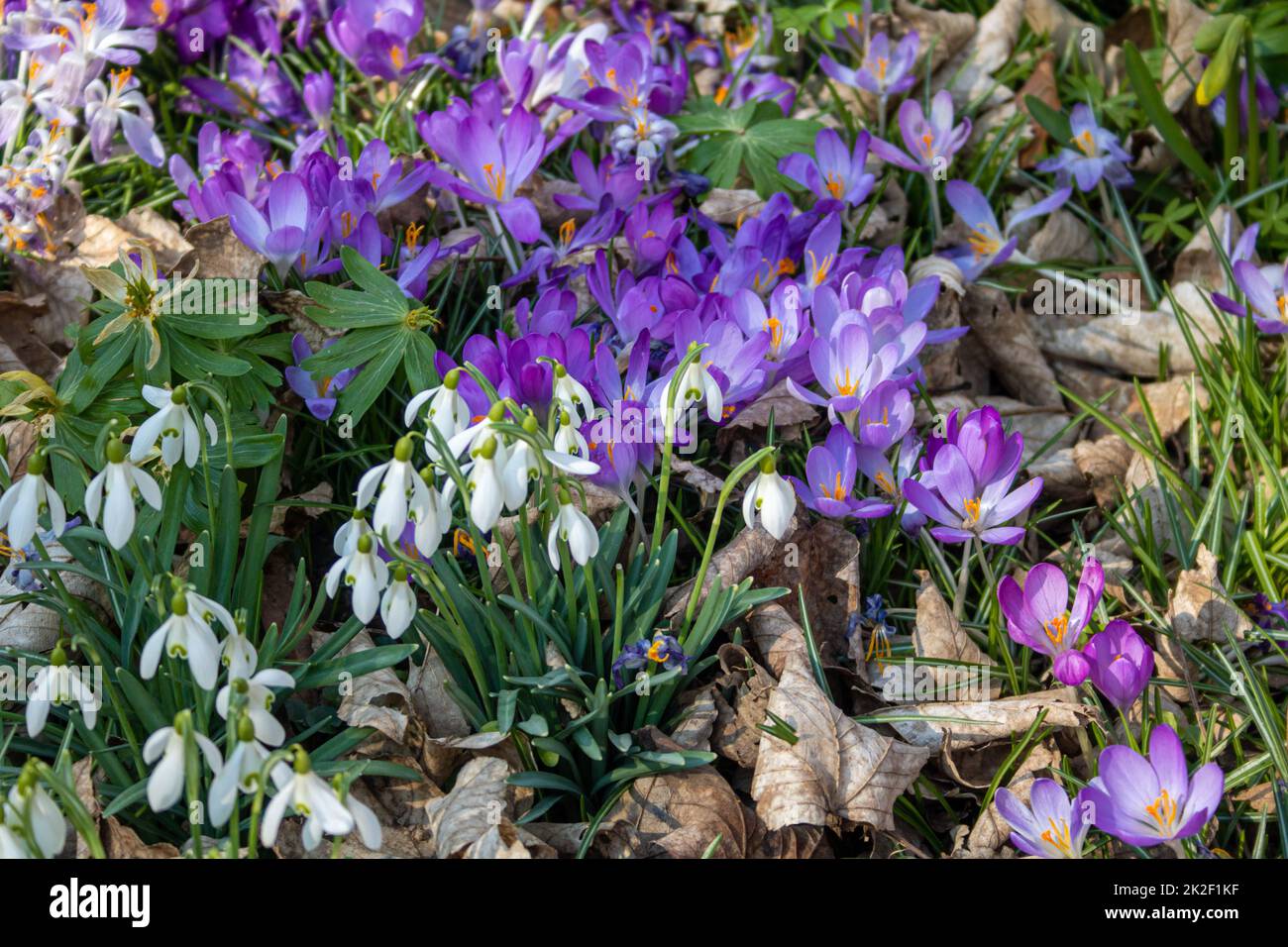 Wild crocuses and snowdrops Stock Photo - Alamy