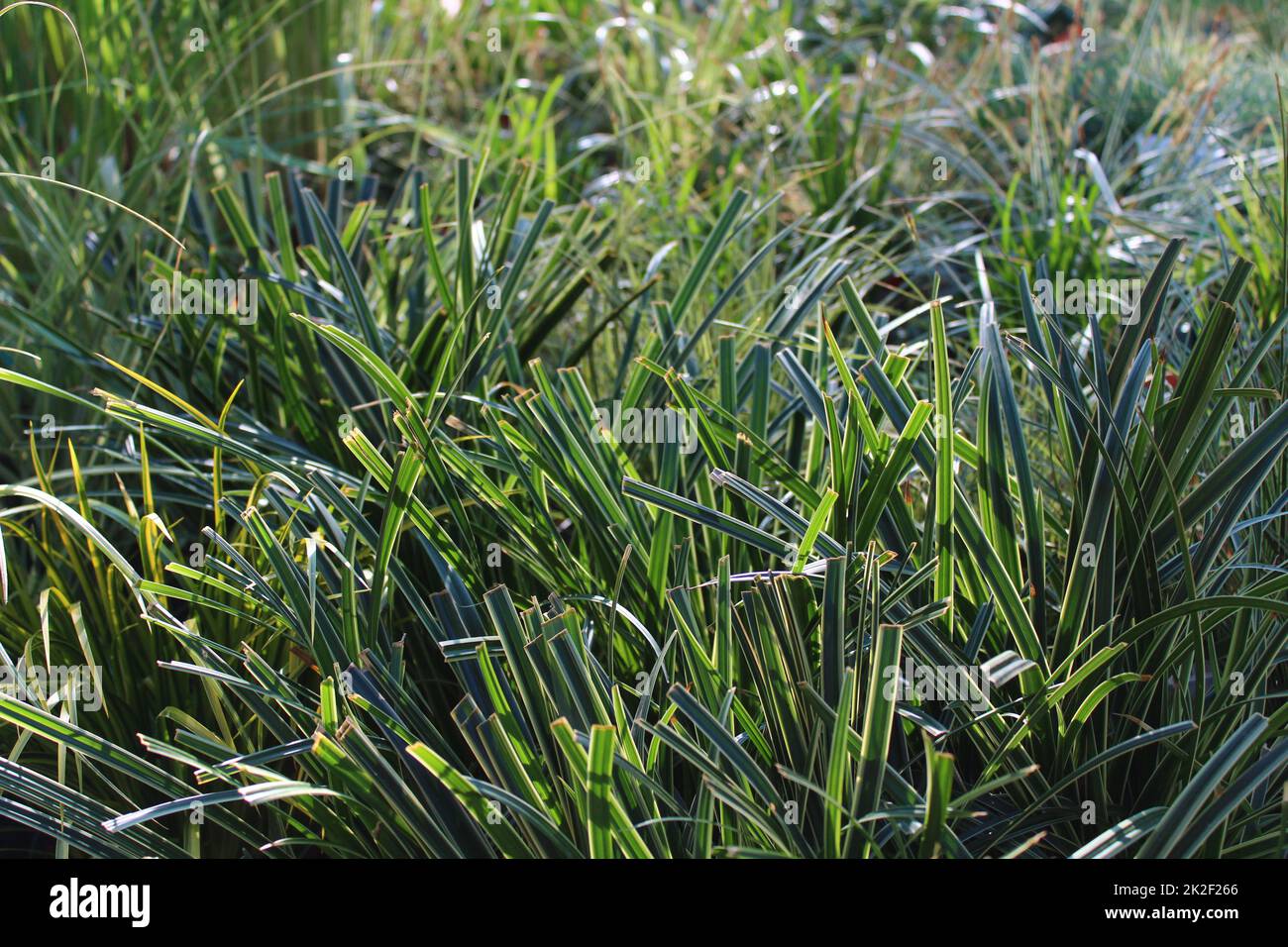 Sedge garden hi-res stock photography and images - Alamy