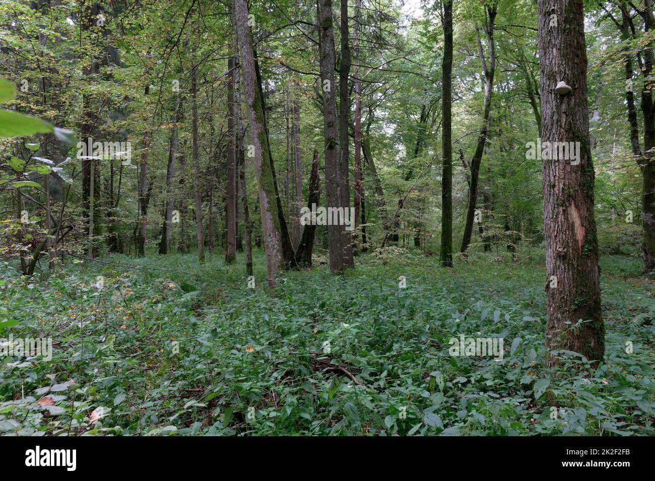 Autumnal deciduous tree stand with hornbeams and oaks Stock Photo - Alamy