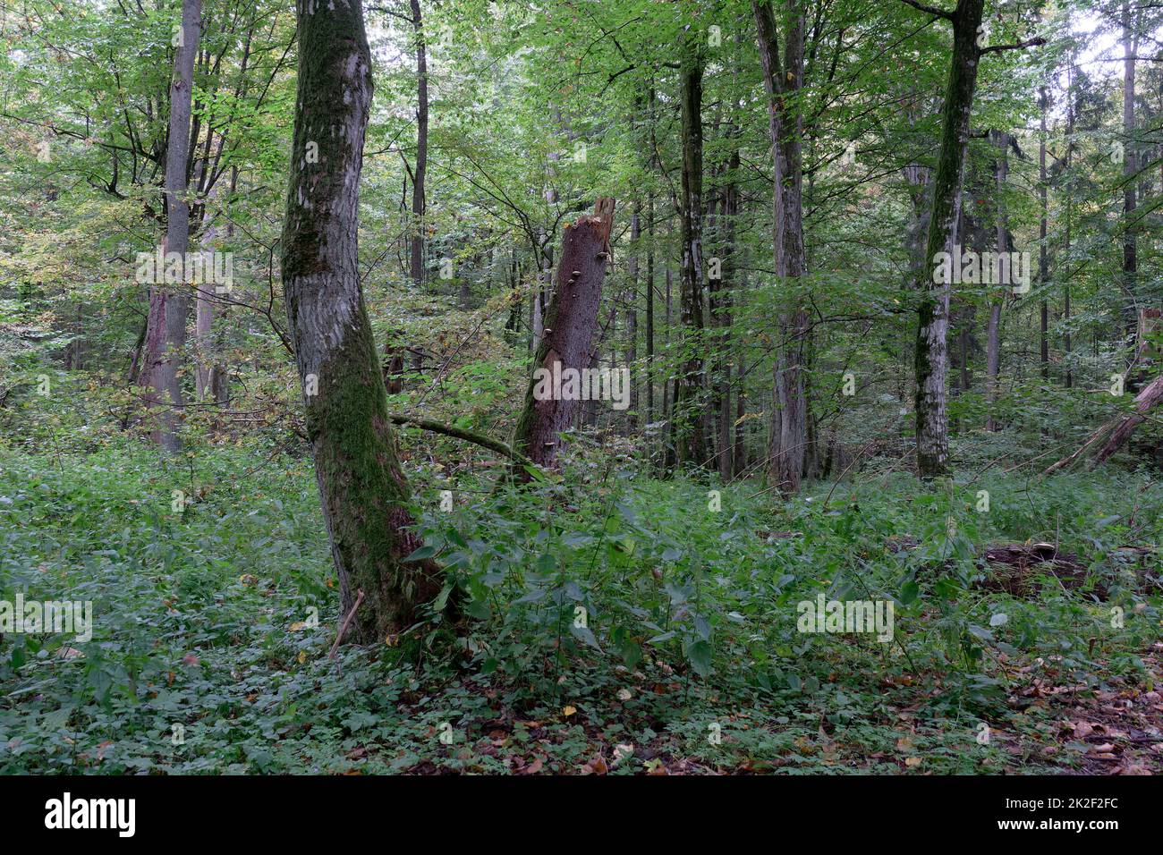 Autumnal deciduous tree stand with hornbeams and oaks Stock Photo - Alamy