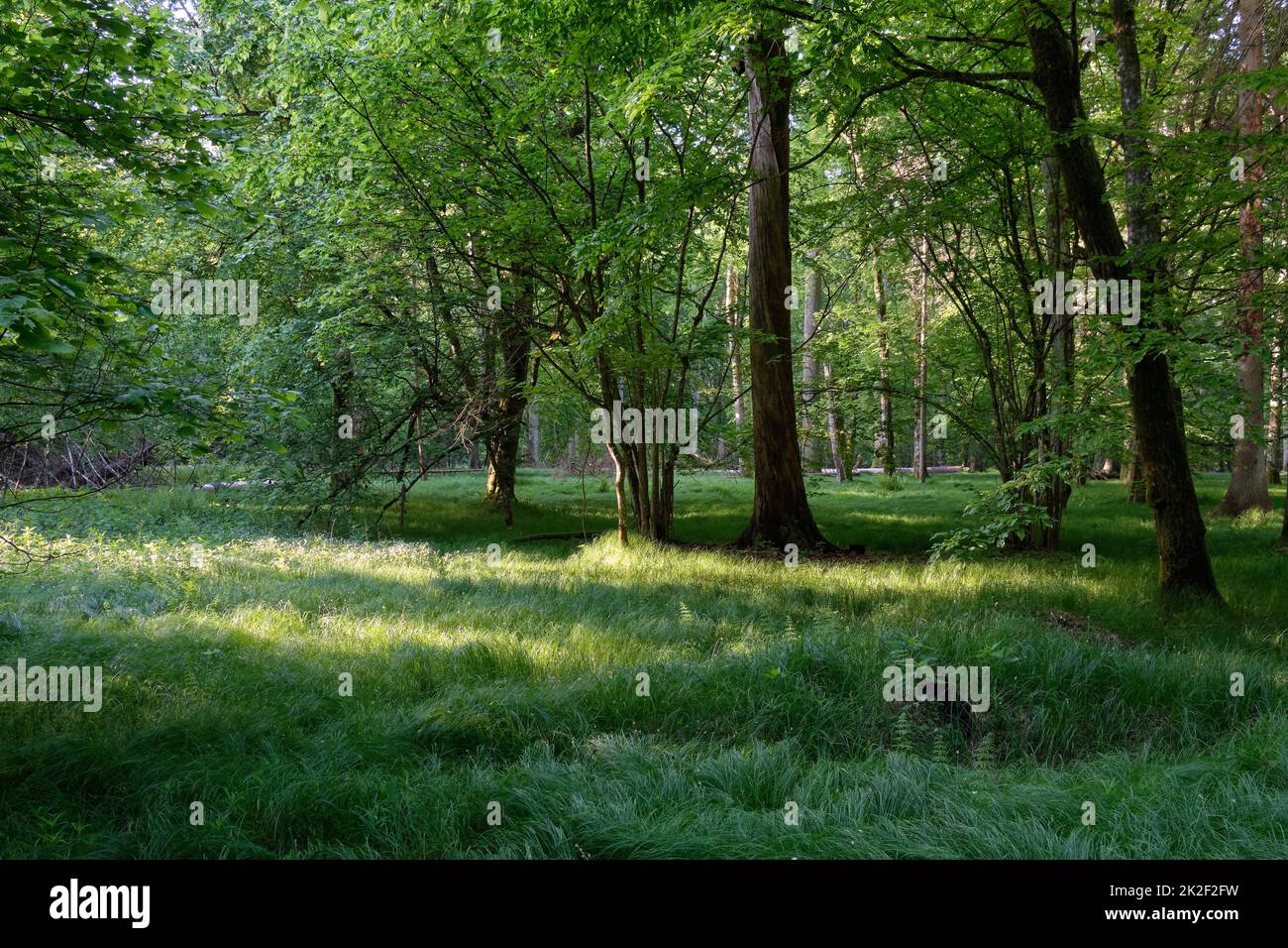 Entering woods hi-res stock photography and images - Alamy