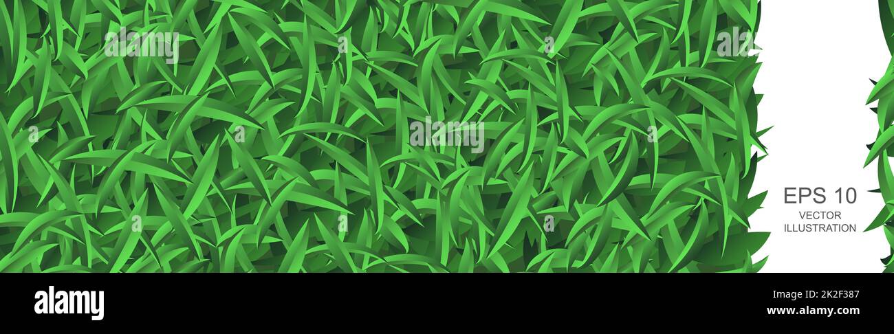 Realistic green grassy meadow panoramic background template texture ...