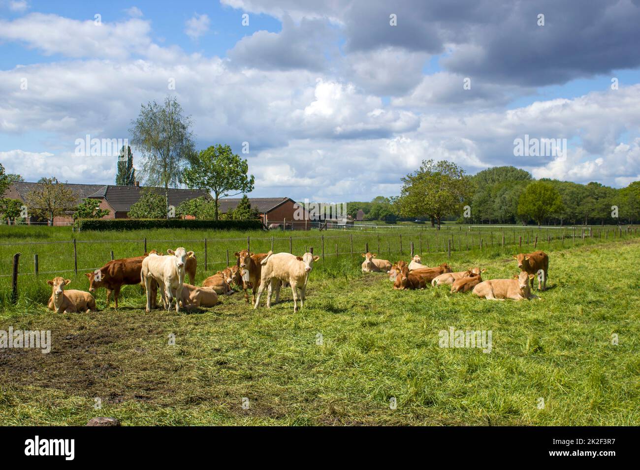 Grazing cows on sunny hi-res stock photography and images - Alamy