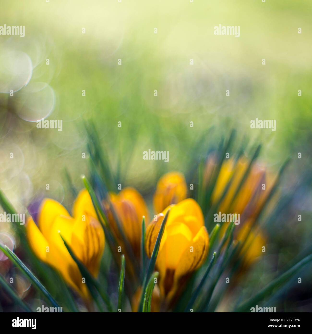 crocus - one of the first spring flowers Stock Photo - Alamy