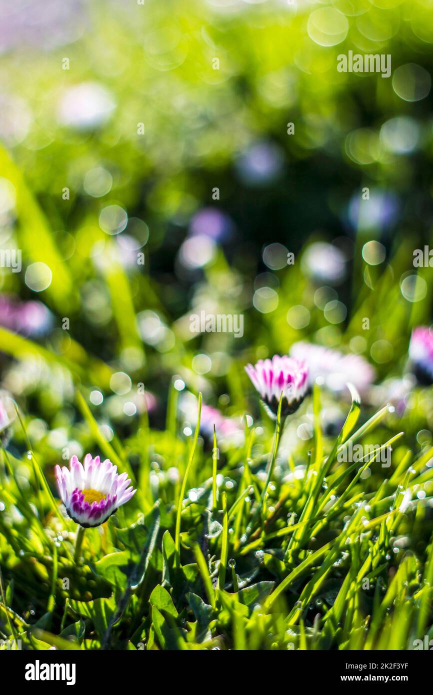 daisy flowers in morning dew with natural bokeh, soft focus Stock Photo ...