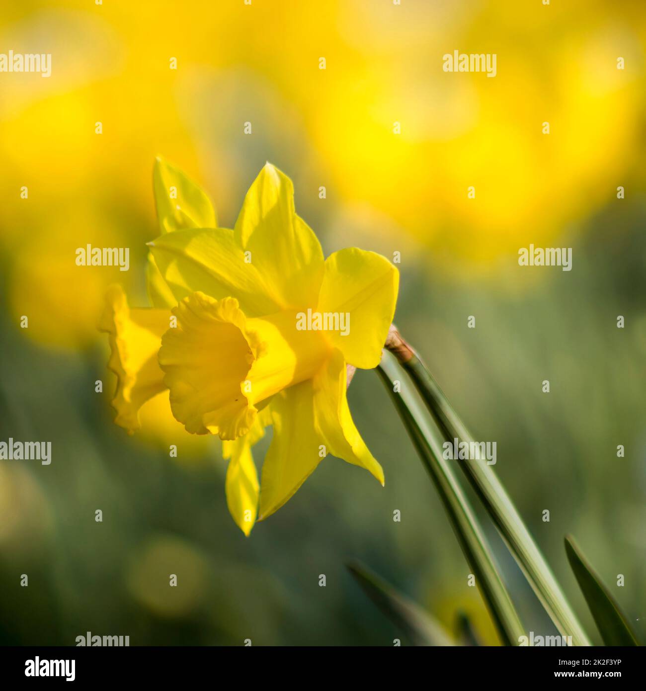 the daffodil flowers in a park - soft focus Stock Photo - Alamy