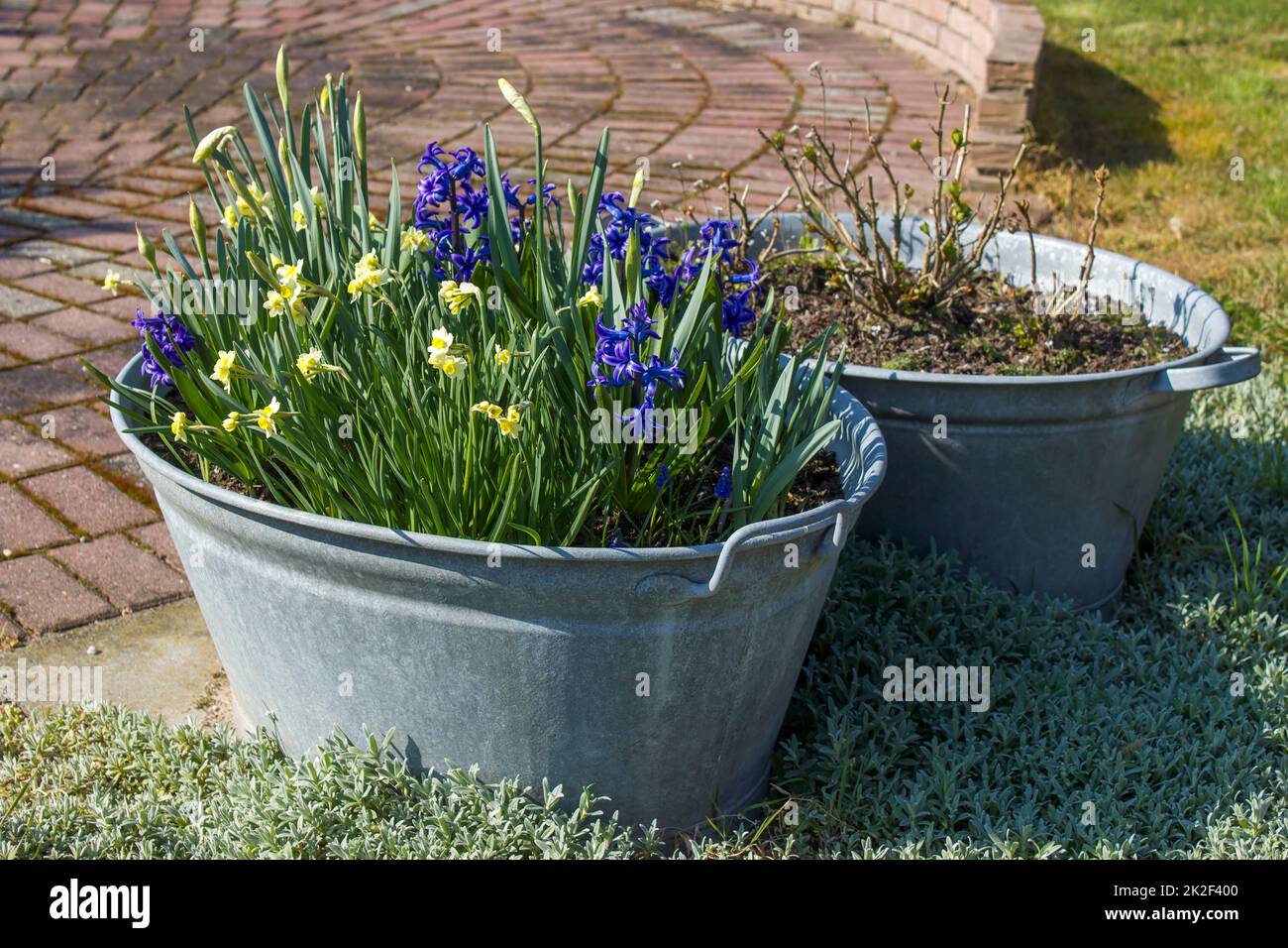 Rustic tin tub with flowers - hyacinth and narcissus Stock Photo - Alamy