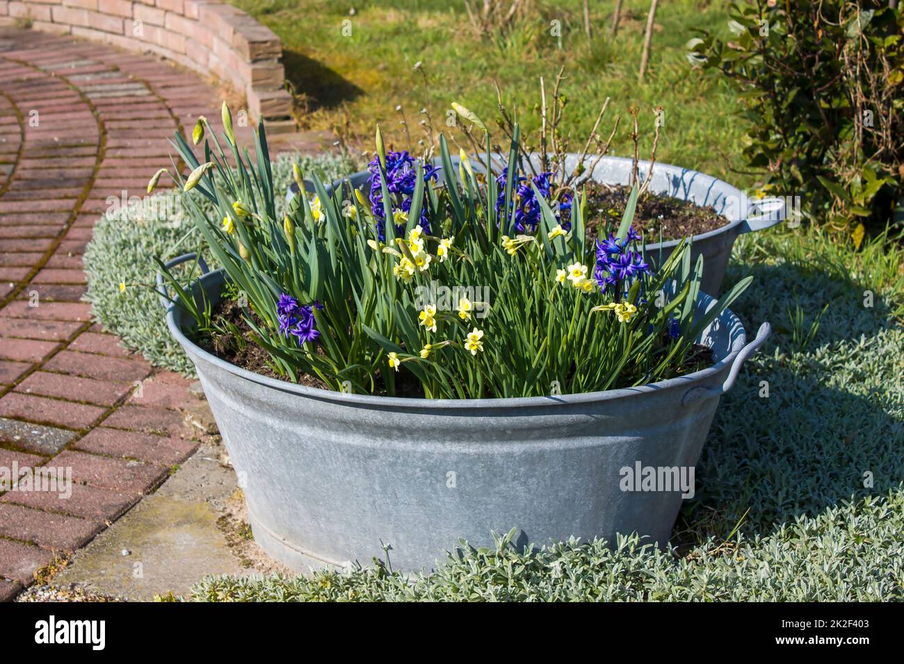 Rustic tin tub with flowers - hyacinth and narcissus Stock Photo - Alamy