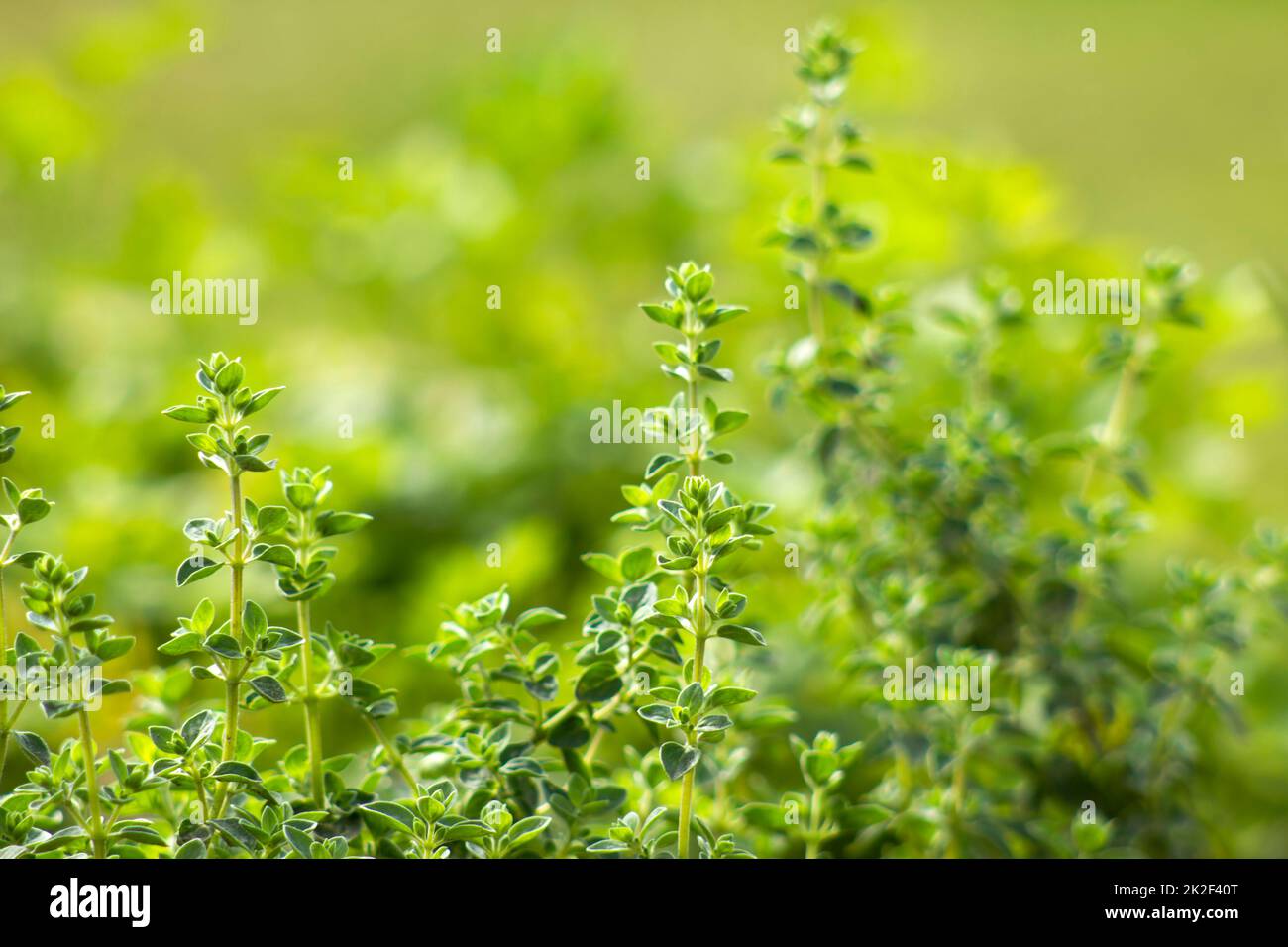 origano in a garden Stock Photo - Alamy