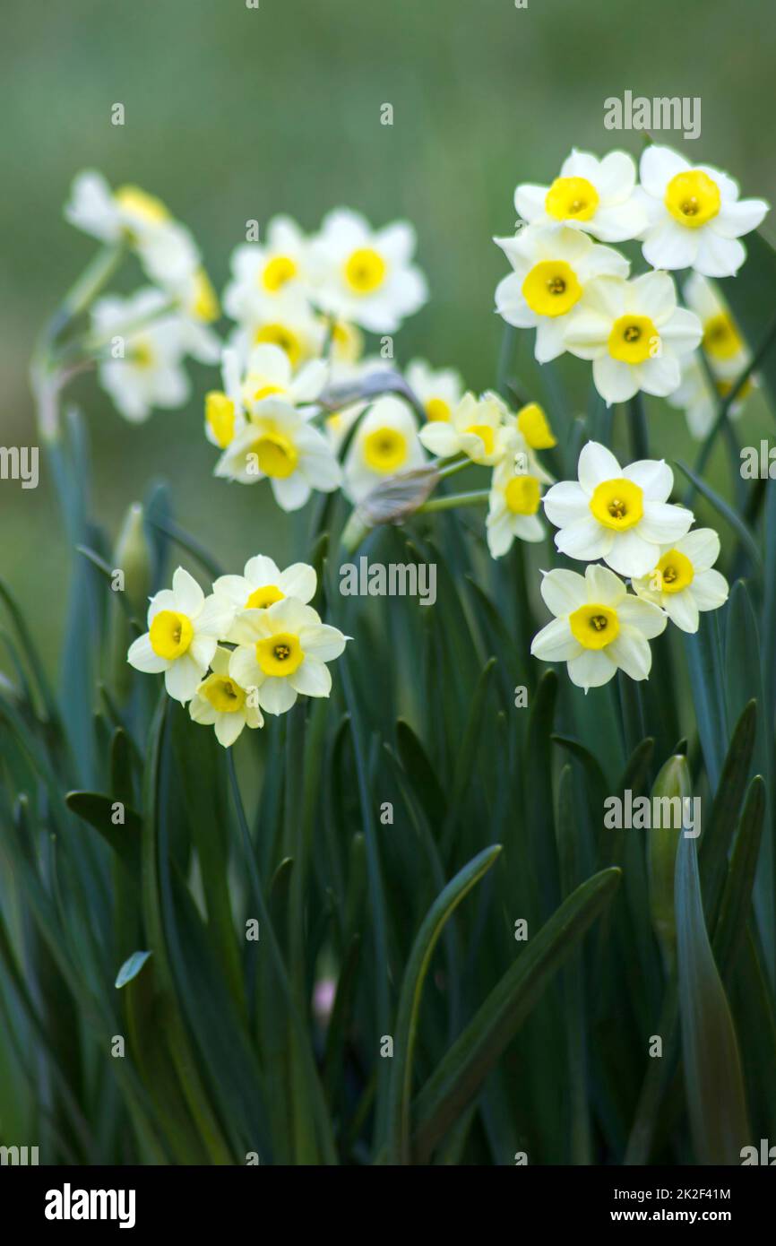 the daffodil flowers in a park - soft focus Stock Photo - Alamy