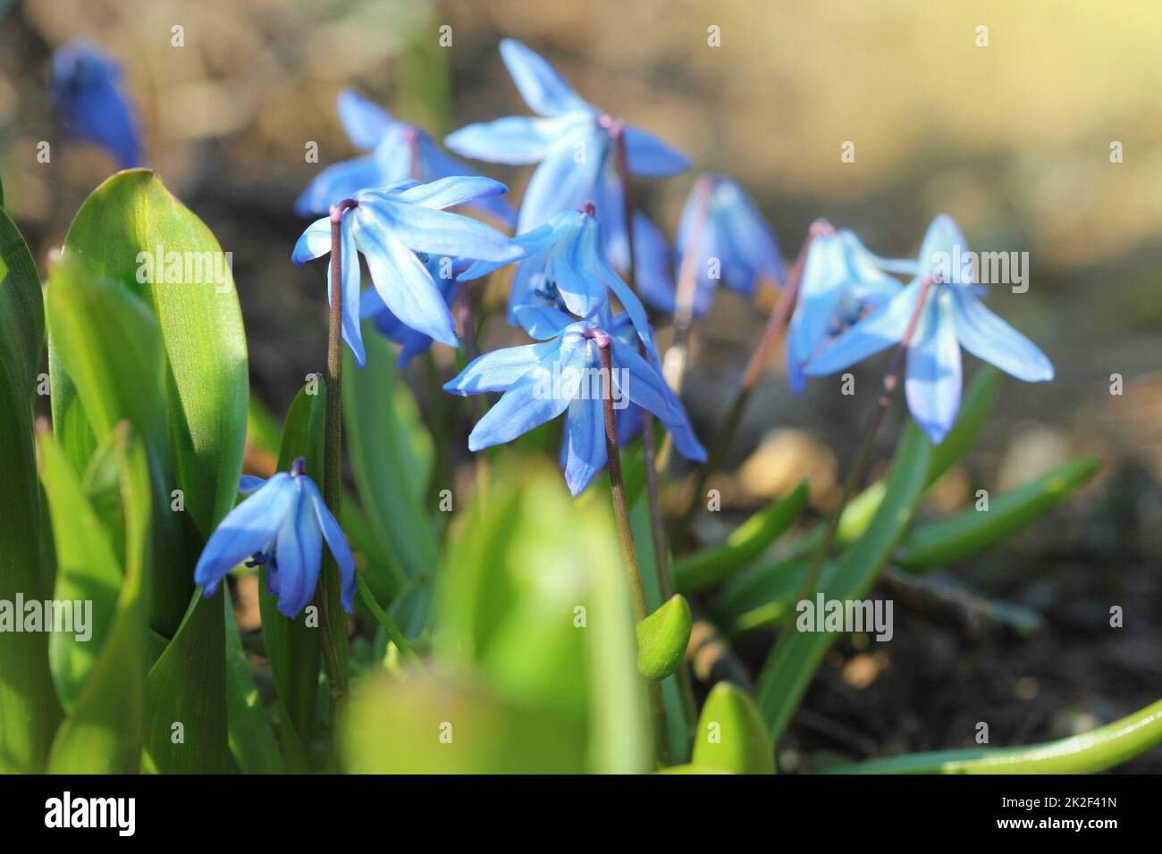 Beautiful Scilla siberica(Siberian squill or wood squill) first spring ...