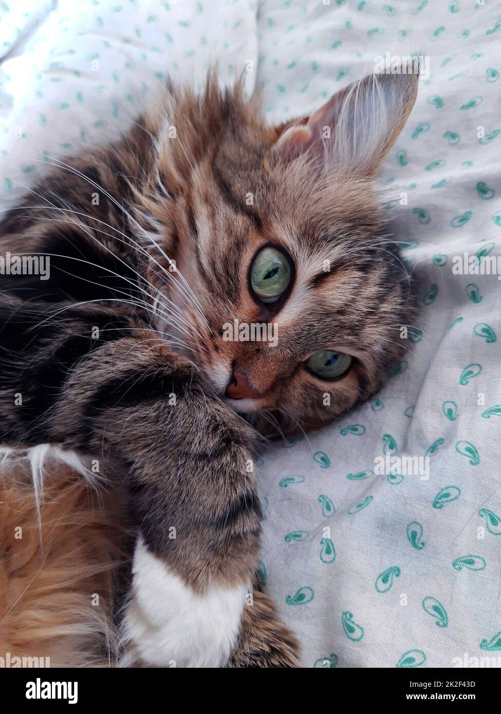 Cat look 6 Stock Photo - Alamy