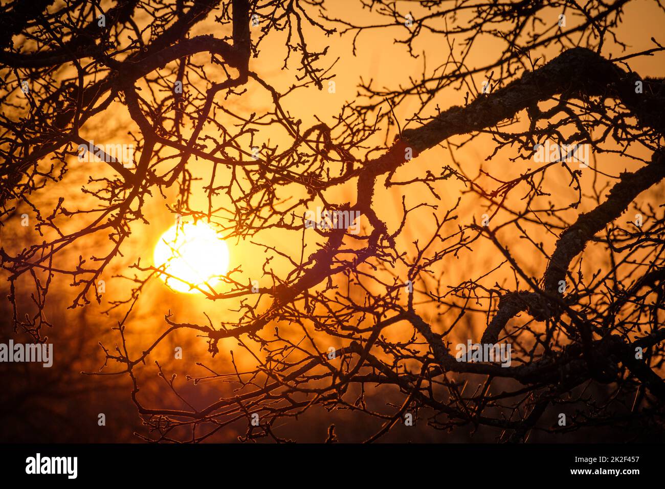Sun in sunrise between gnarled apple tree branches Stock Photo - Alamy