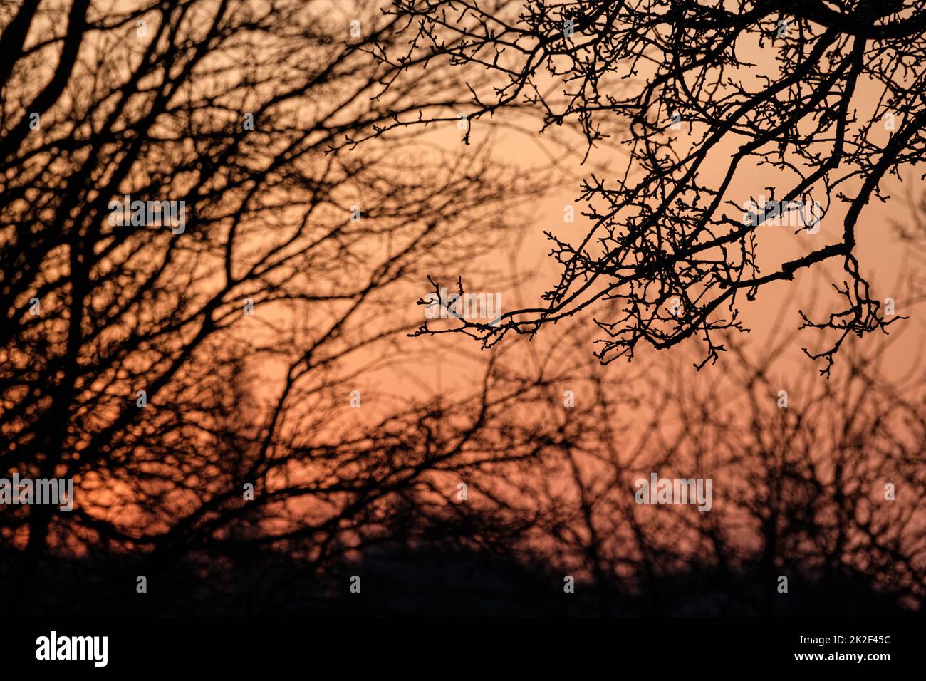 Lit trees hi-res stock photography and images - Alamy