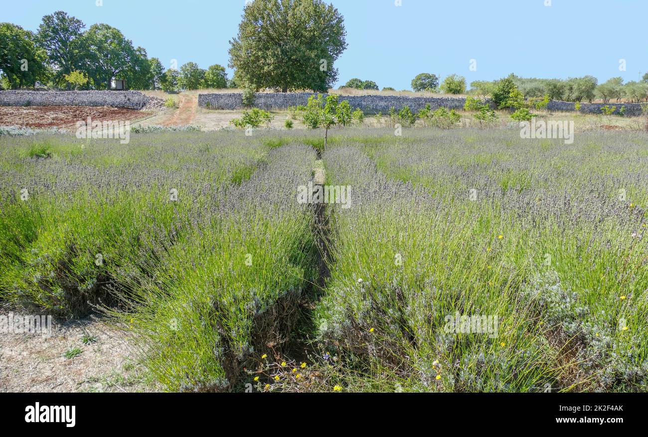 Plantation in Apulia Stock Photo - Alamy