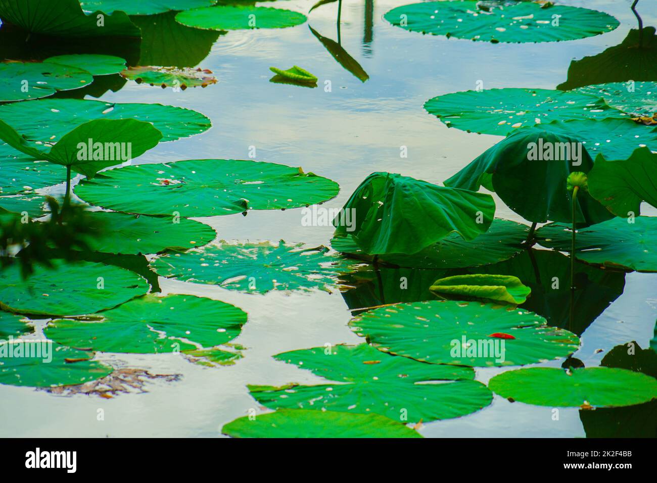 Genji pond hi-res stock photography and images - Alamy