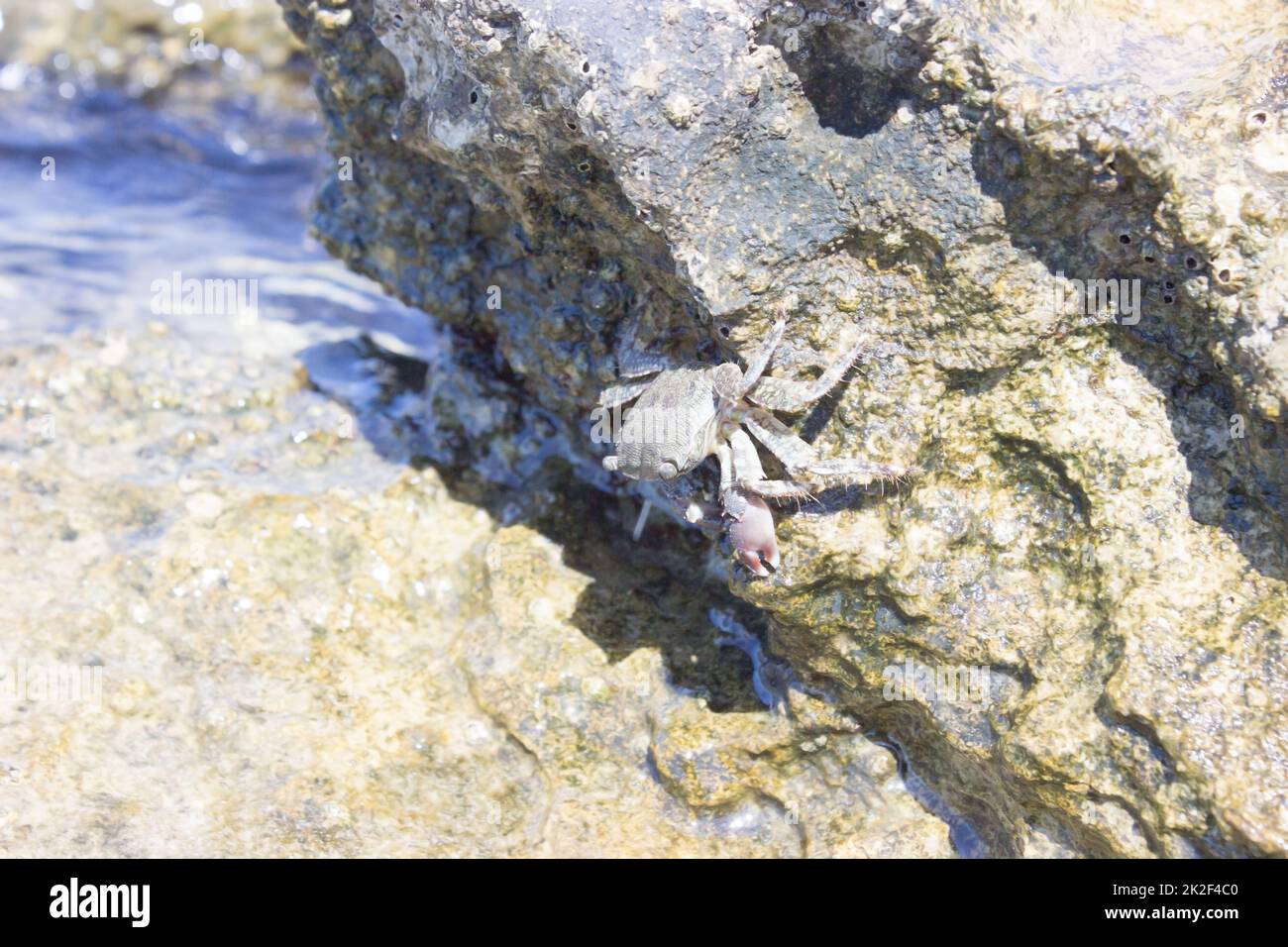 Sea crab hi-res stock photography and images - Alamy