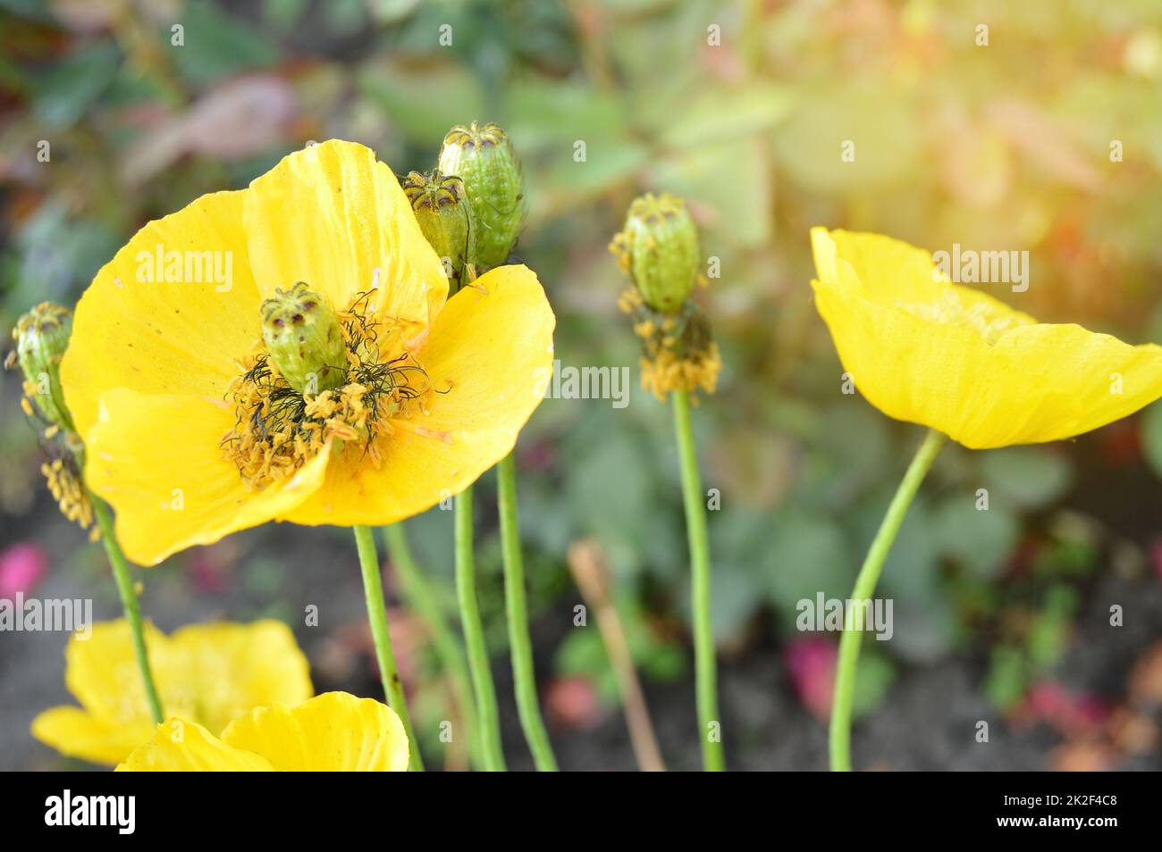 Bright yellow flowers of ashsholtsia growing on a flower bed in the ...
