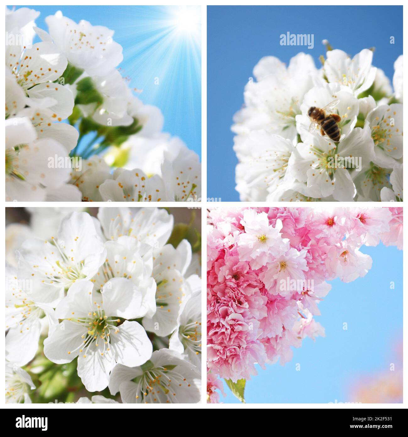Spring springtime tree Cut Out Stock Images & Pictures - Alamy