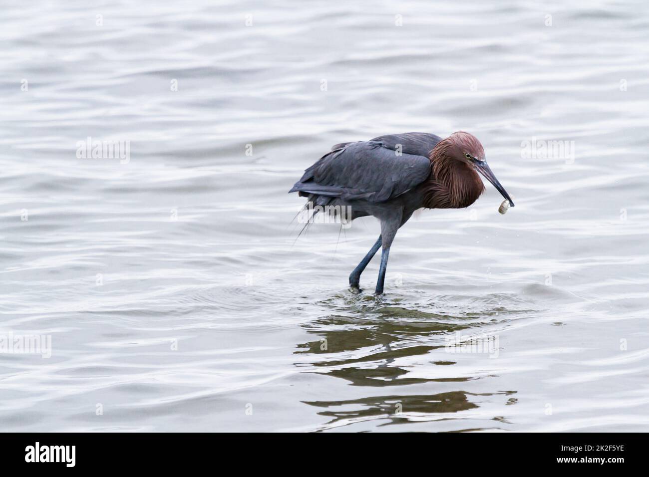 Raddish animals hi-res stock photography and images - Alamy
