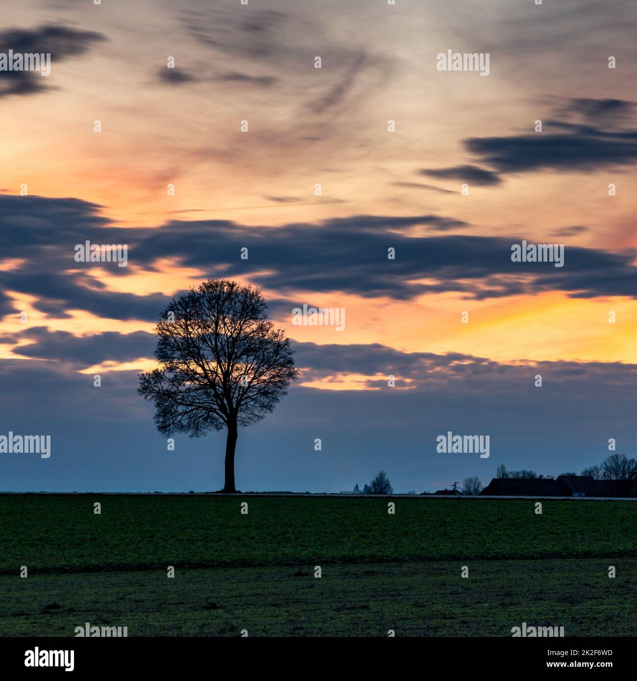 Silhouette tree glowing sunset hi-res stock photography and images - Alamy