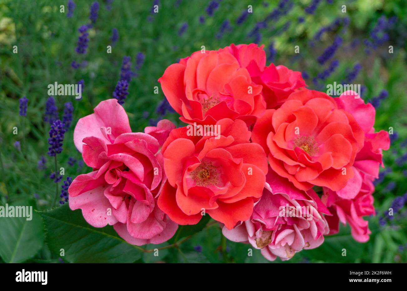Beautiful garden roses hi-res stock photography and images - Alamy
