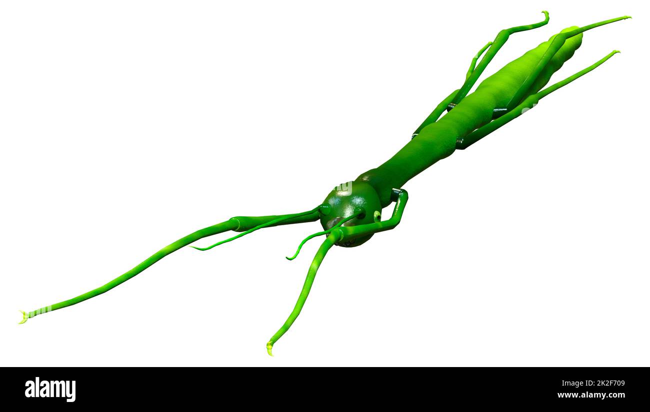 3D Rendering Stick Insect on White Stock Photo - Alamy