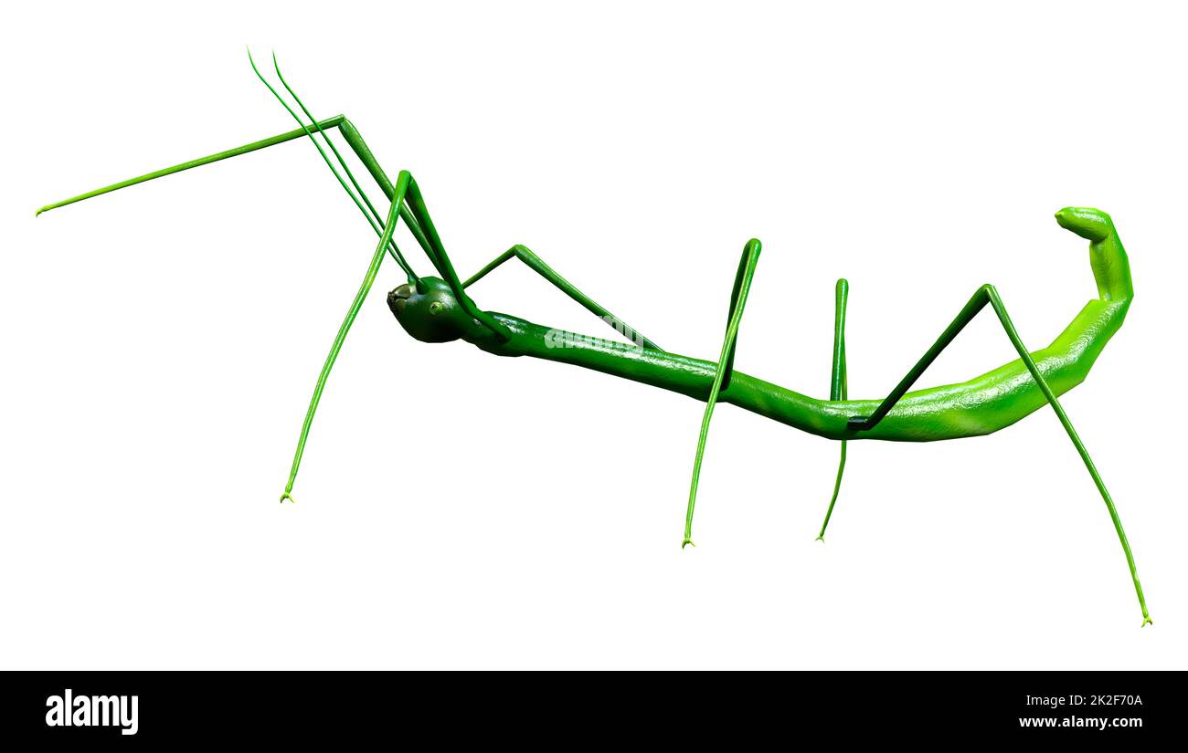 3D Rendering Stick Insect on White Stock Photo - Alamy
