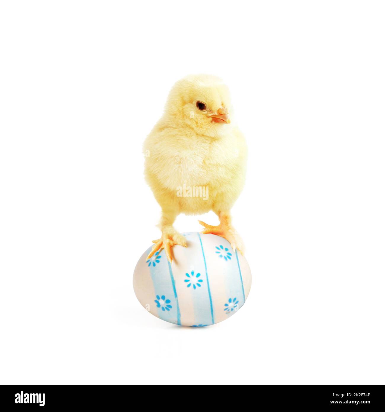 Little cute baby chick for easter. Yellow newborn baby chick Stock ...