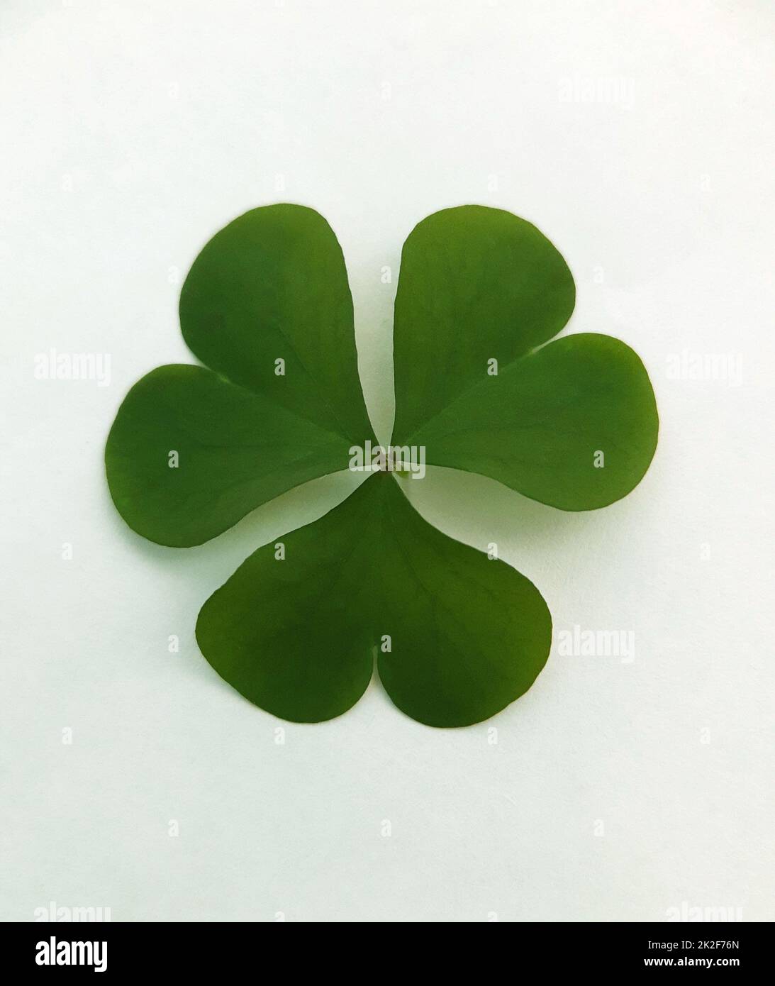 Clover green macro hi-res stock photography and images - Alamy