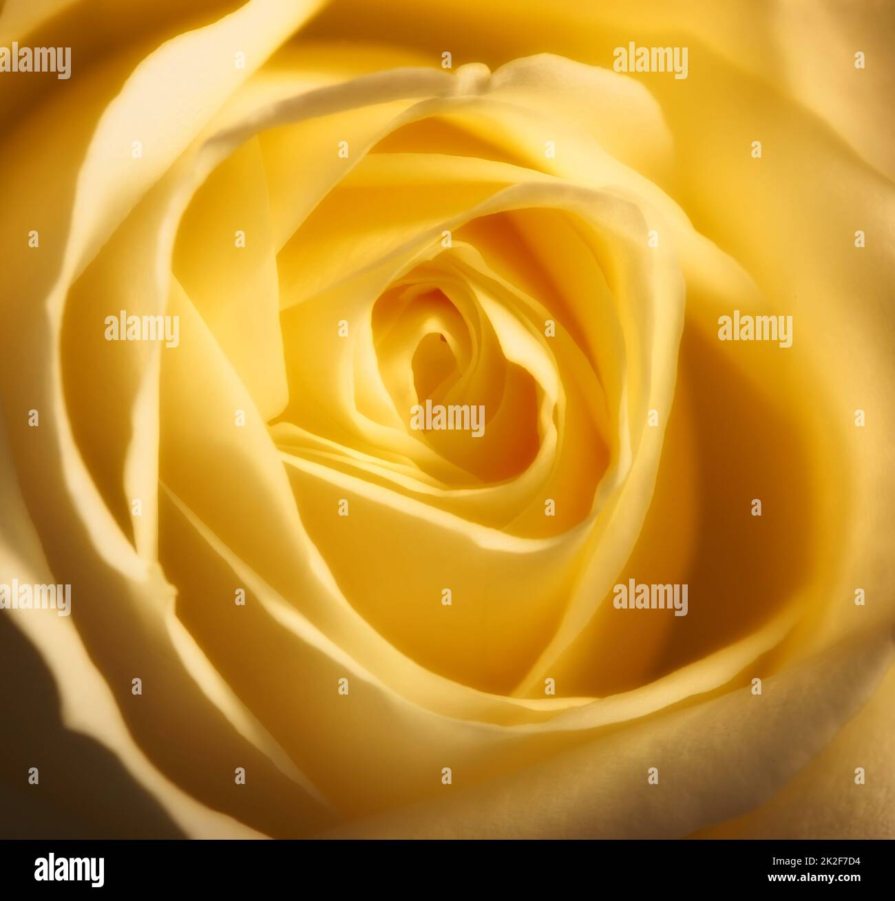 A close-up photo of a yellow rose Stock Photo - Alamy