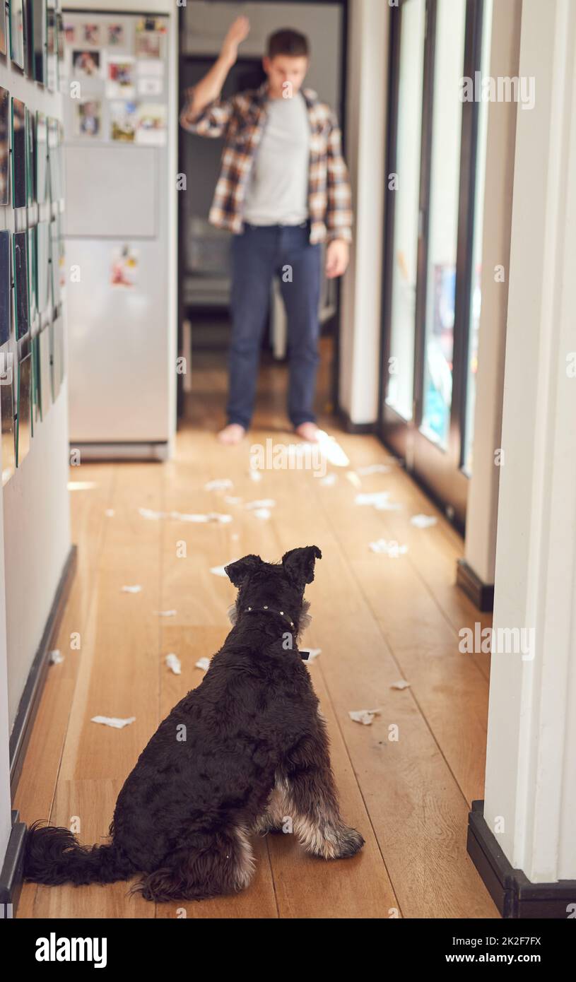 Messy house dogs hi-res stock photography and images - Alamy