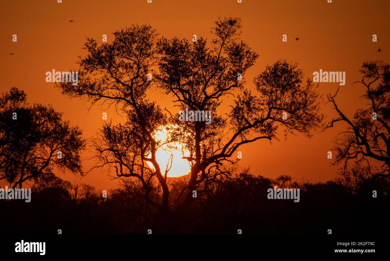 Quintessential Africa - a striking orange sunset with silhouetted trees ...