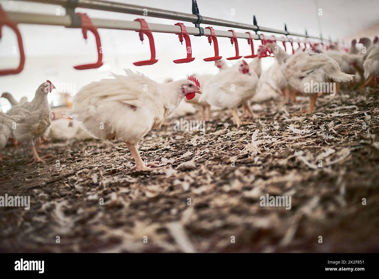 Theres a certain pecking order. Shot of chickens on a poultry farm ...