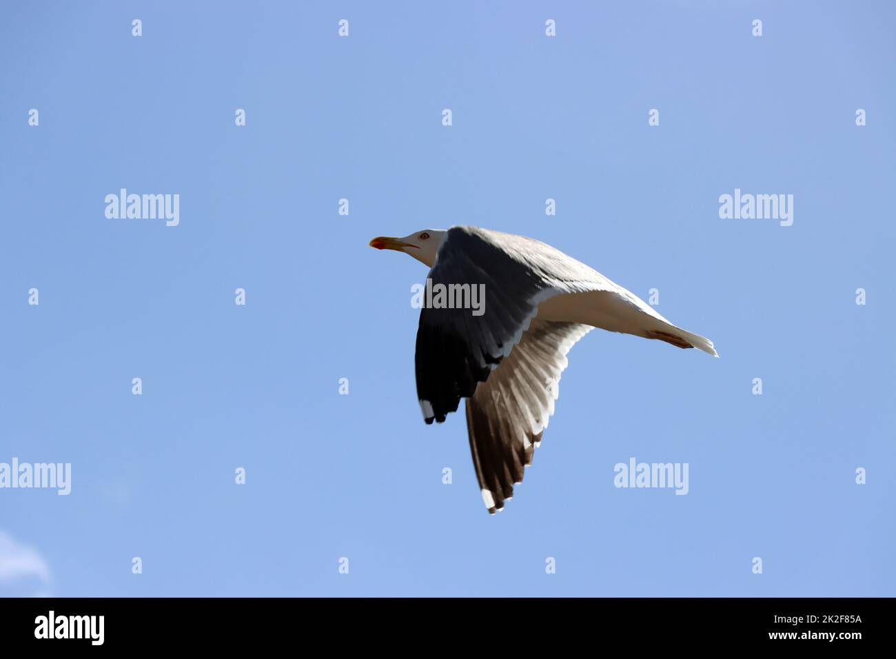 MittelmeermÃ¶we (Larus michahellis Stock Photo - Alamy