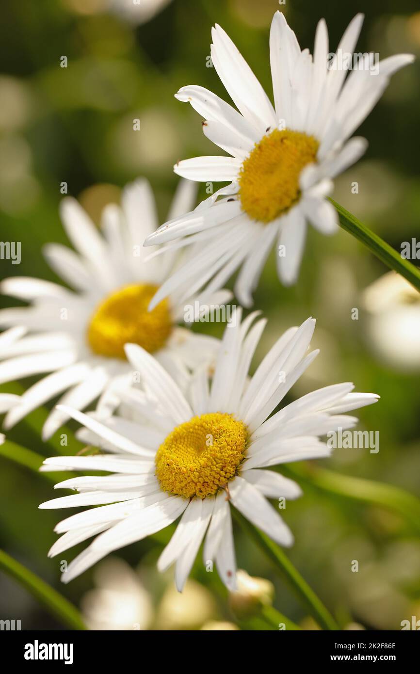 Real flower photo hi-res stock photography and images - Alamy