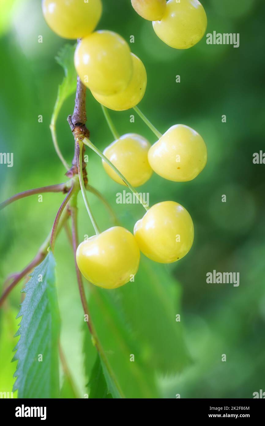 Perfect cherries hi-res stock photography and images - Alamy