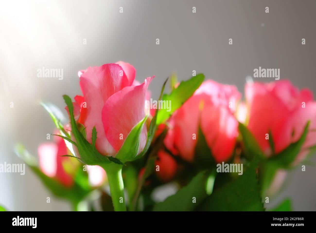 Photo real roses hi-res stock photography and images - Alamy