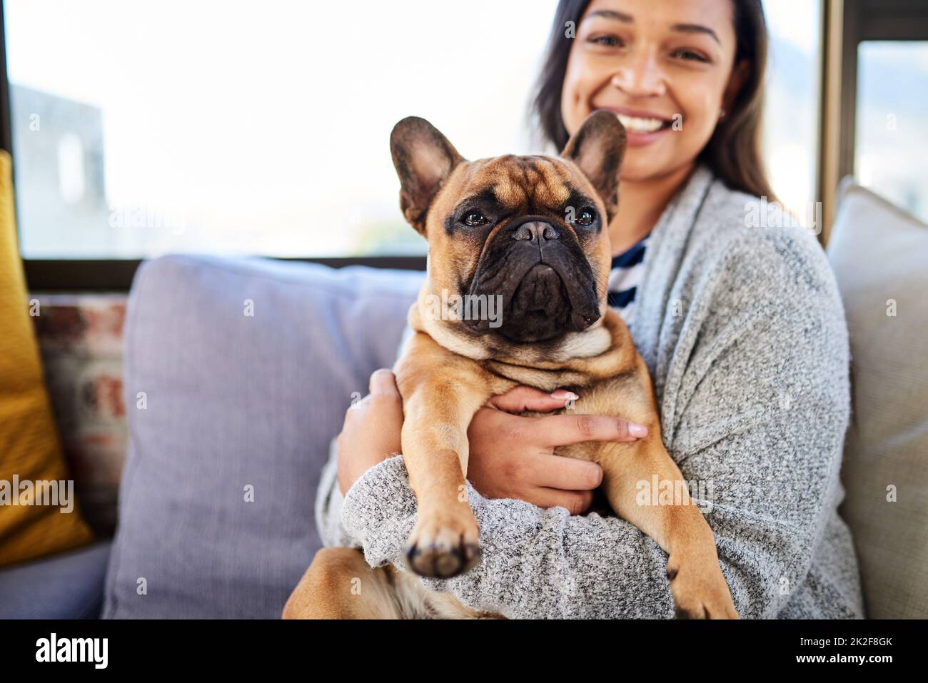 Dog without people hi-res stock photography and images - Alamy